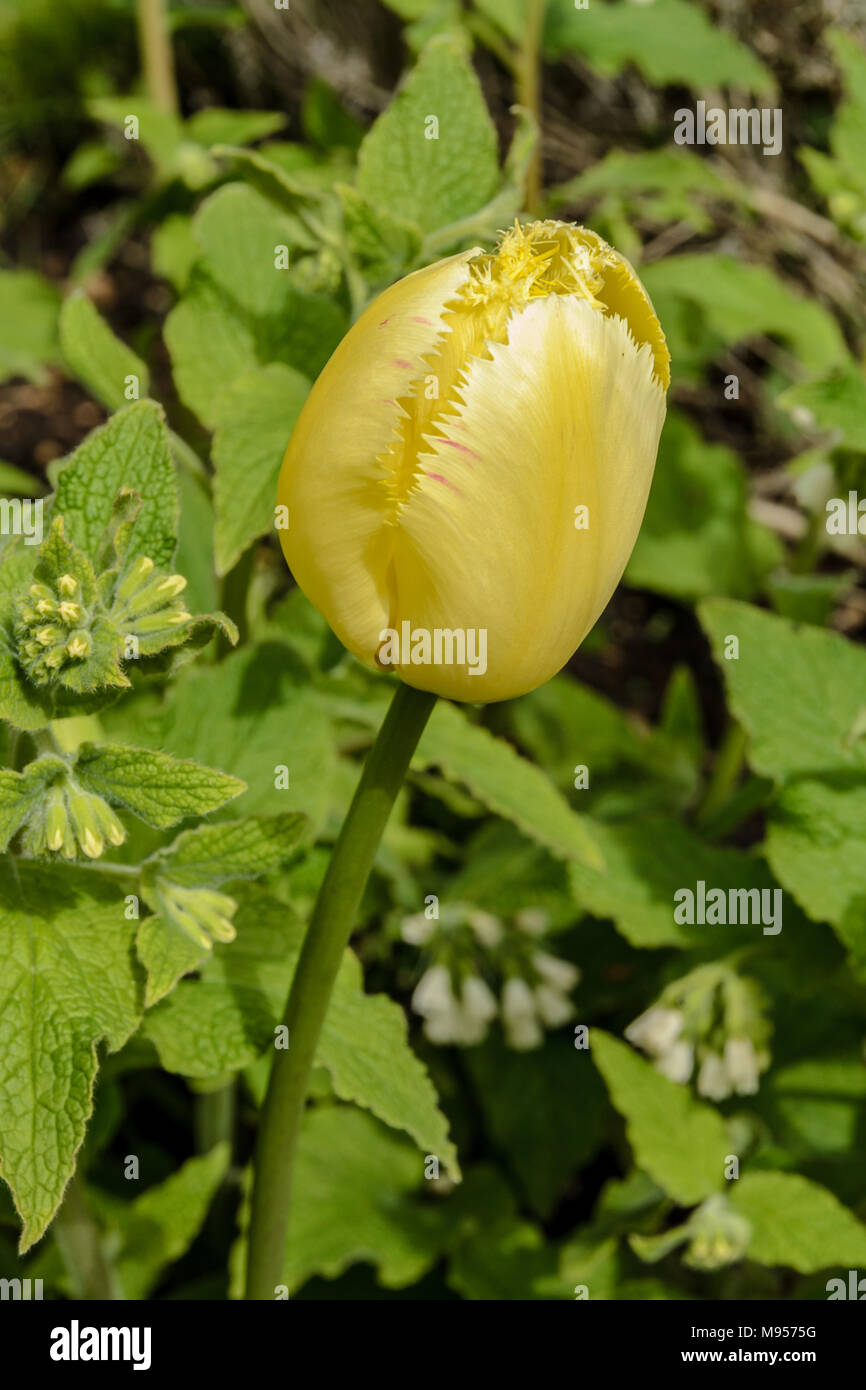 Pale colours hi-res stock photography and images - Alamy