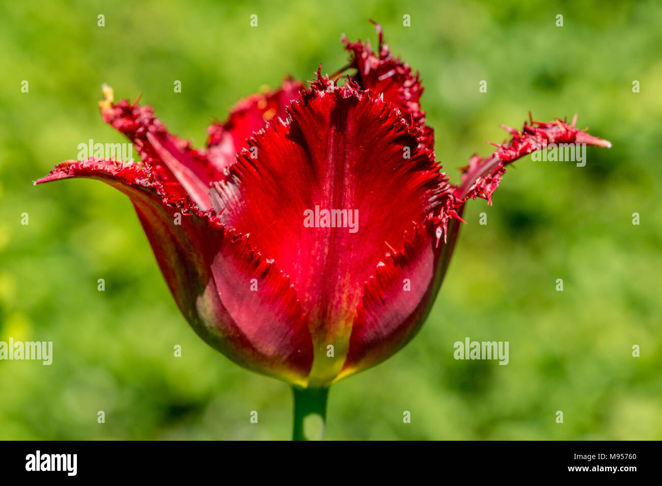 Red frilly edged tulip hi-res stock photography and images - Alamy