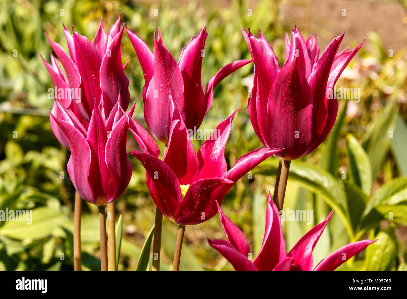 Tulipa 'Maytime' a group of purple lily-flowered tulips in a spring ...
