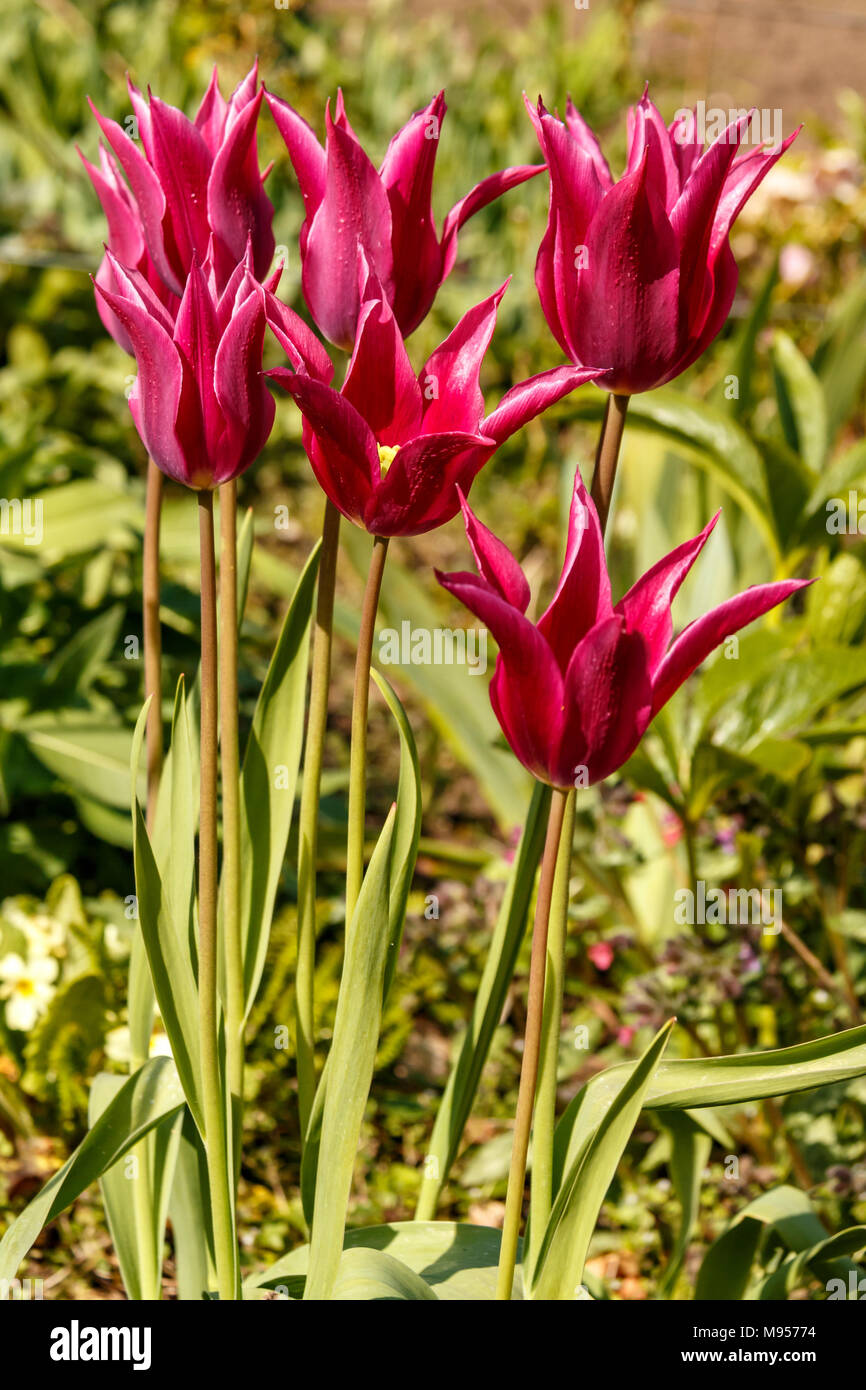 Tulipa 'Maytime' a group of purple lily-flowered tulips in a spring ...