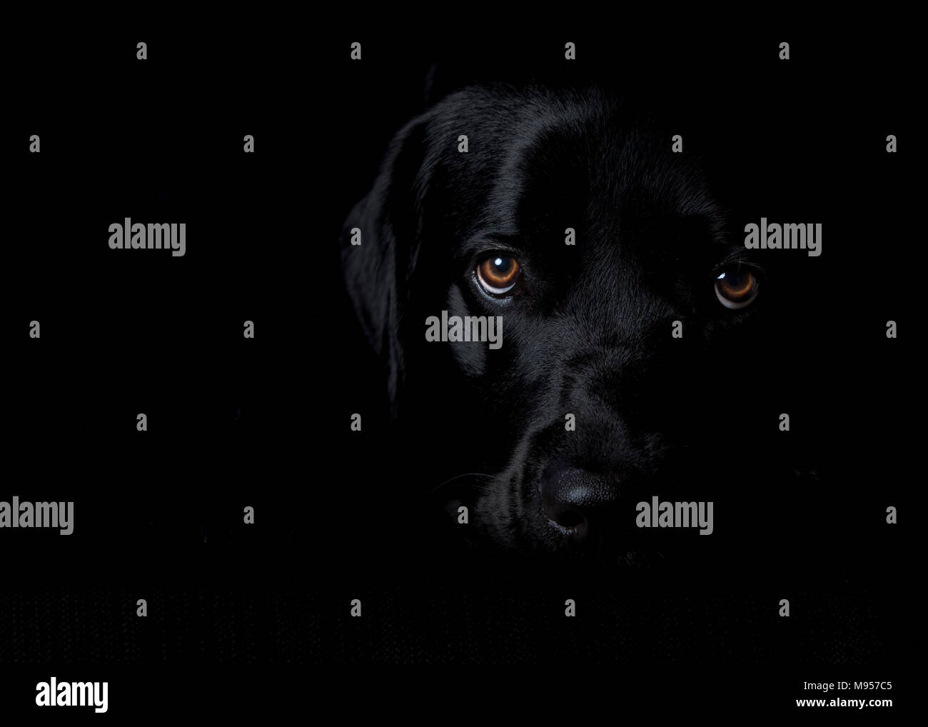 Male moody portrait hi-res stock photography and images - Alamy