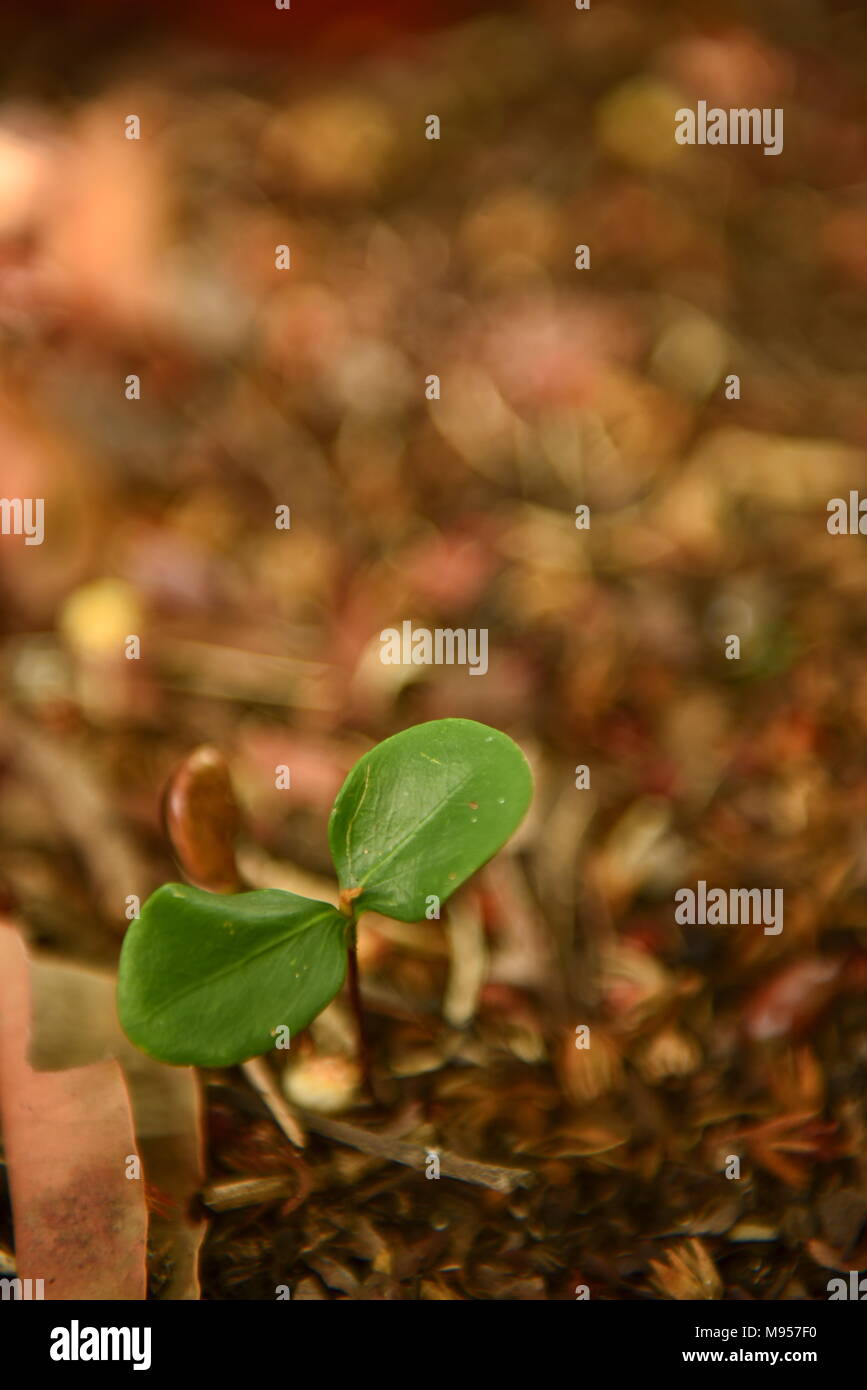 Growing Seed - New life in forest Stock Photo - Alamy