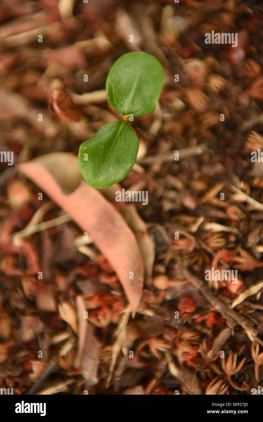 Growing Seed - New life in forest Stock Photo - Alamy