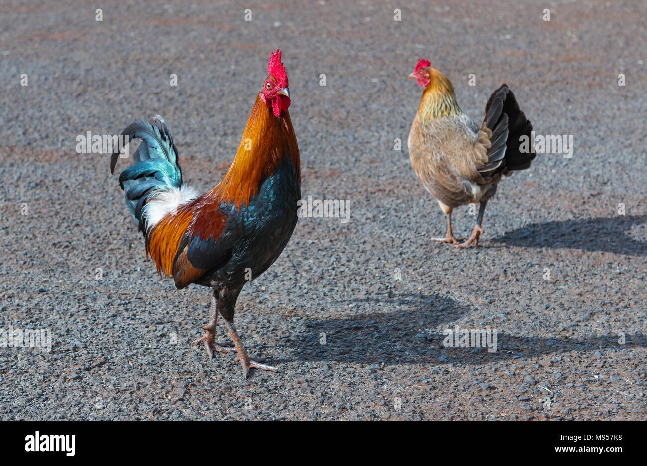 colorful hawaiian rooster with hen kauai hawaii Stock Photo - Alamy