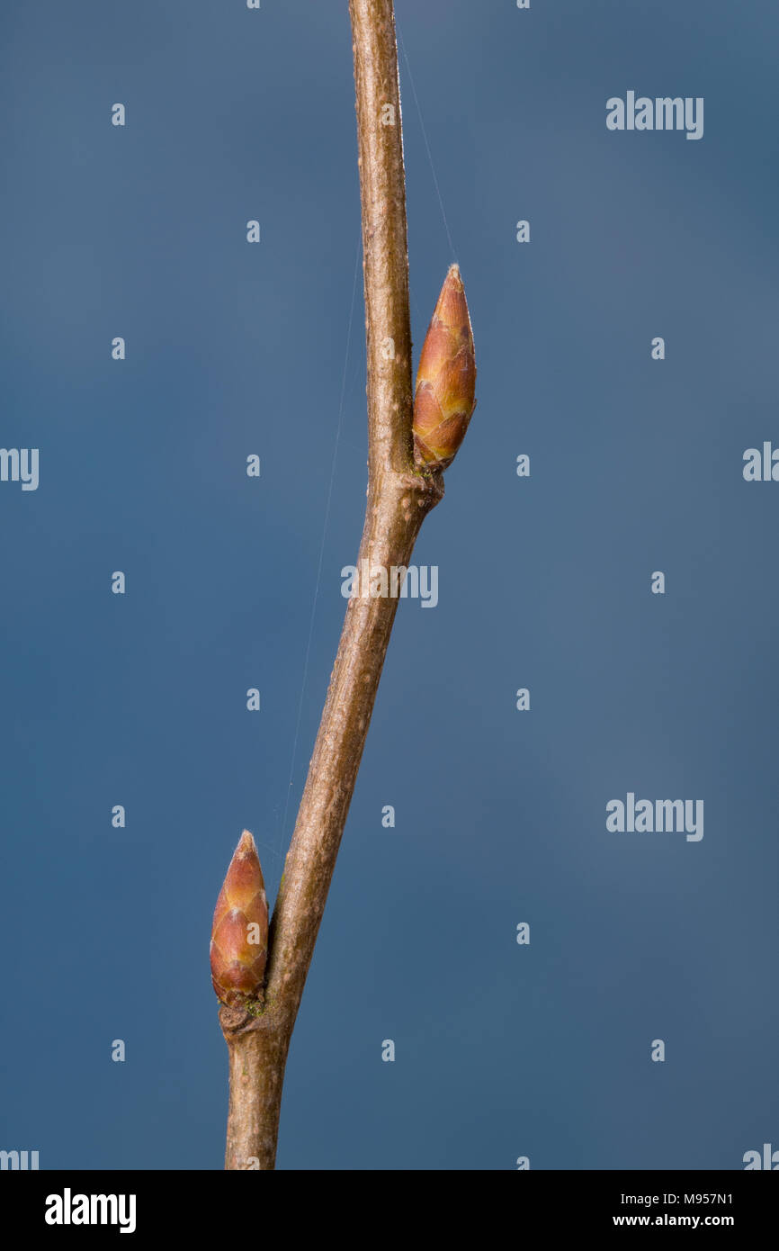 Hainbuche, Hain-Buche, Weißbuche, Weissbuche, Knospe, Knospen, Carpinus ...
