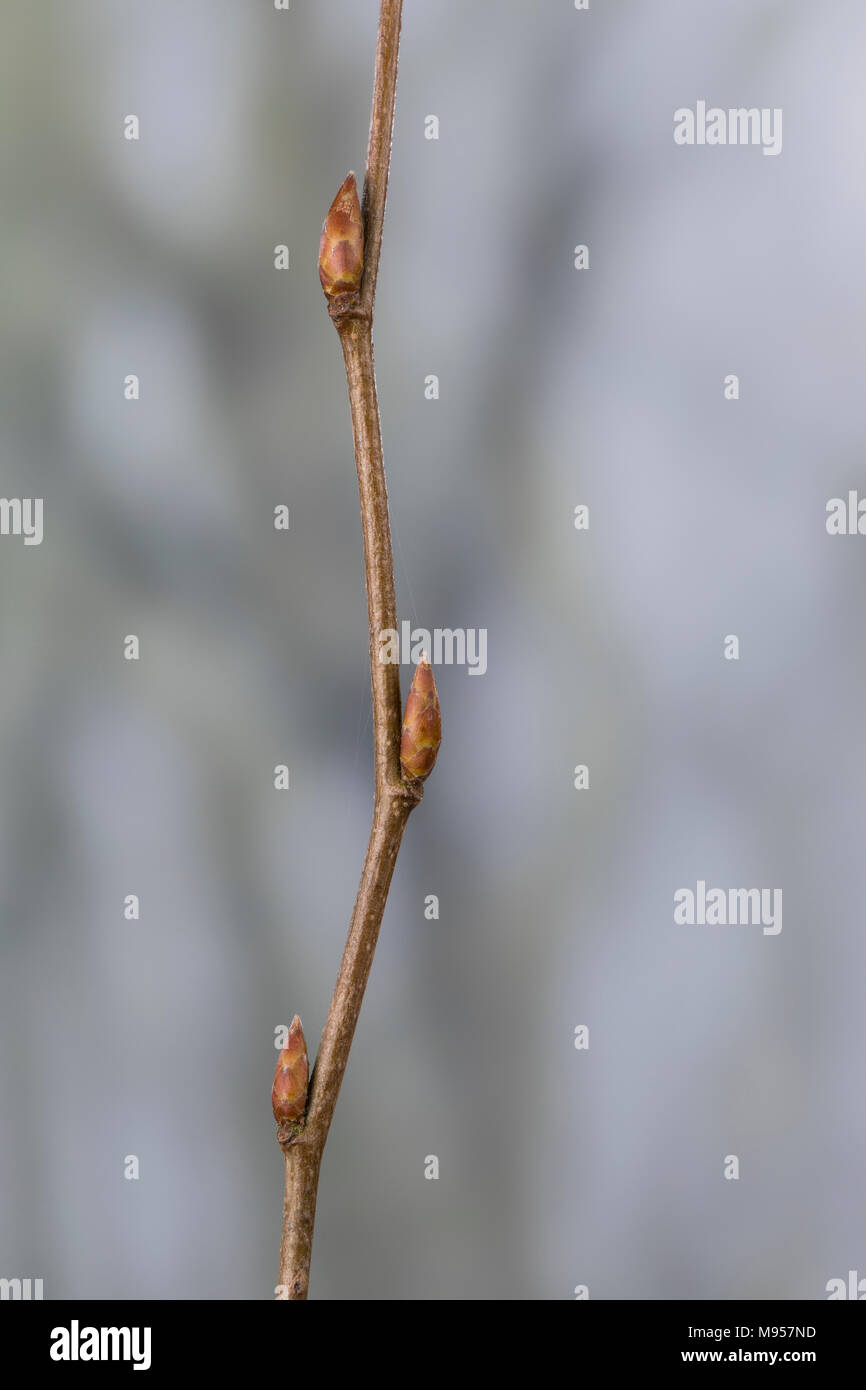 Hainbuche, Hain-Buche, Weißbuche, Weissbuche, Knospe, Knospen, Carpinus ...