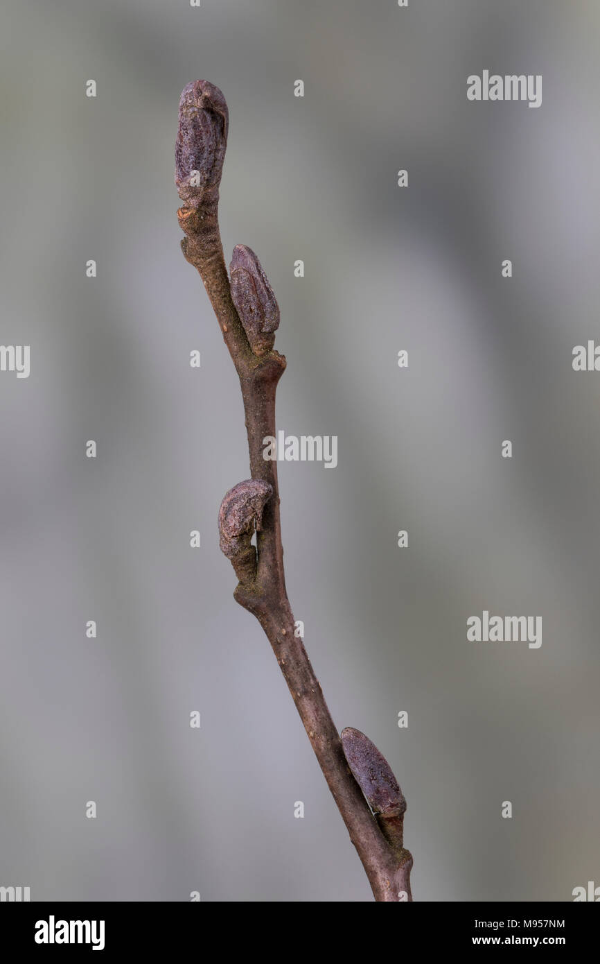 Schwarz-Erle, Schwarzerle, Knospe, Knospen, Erle, Alnus glutinosa ...