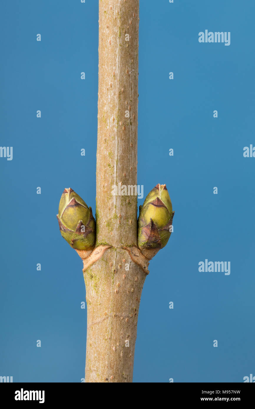 Sycamore tree buds hi-res stock photography and images - Alamy