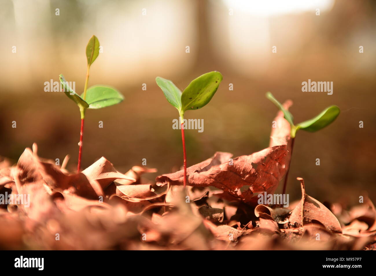 Growing Seed - New life Stock Photo - Alamy