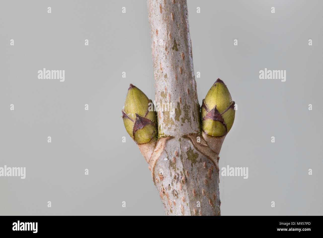 Berg-Ahorn, Bergahorn, Ahorn, Knospe, Knospen, Acer pseudoplatanus ...