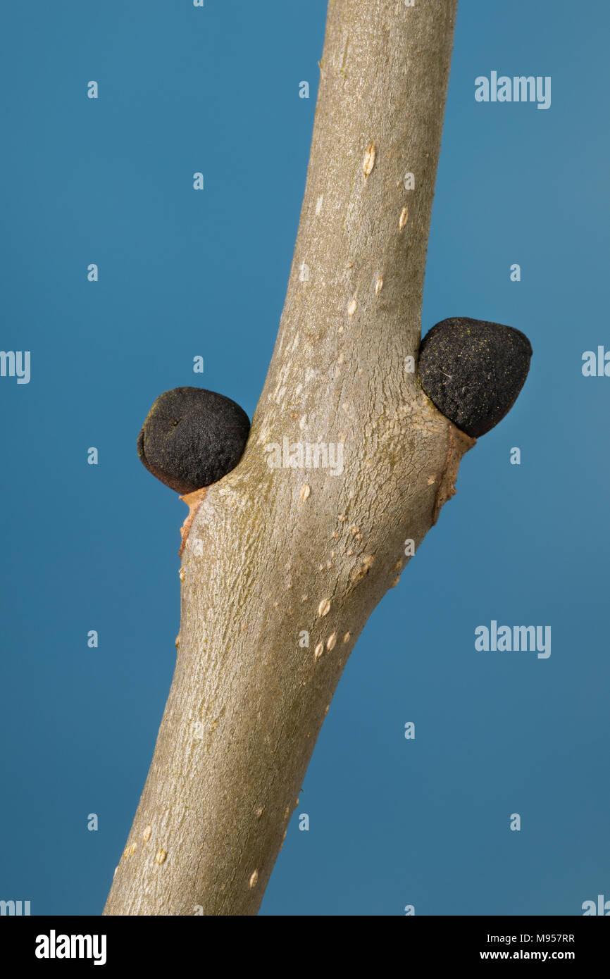 Fraxinus excelsior ash tree buds hi-res stock photography and images ...