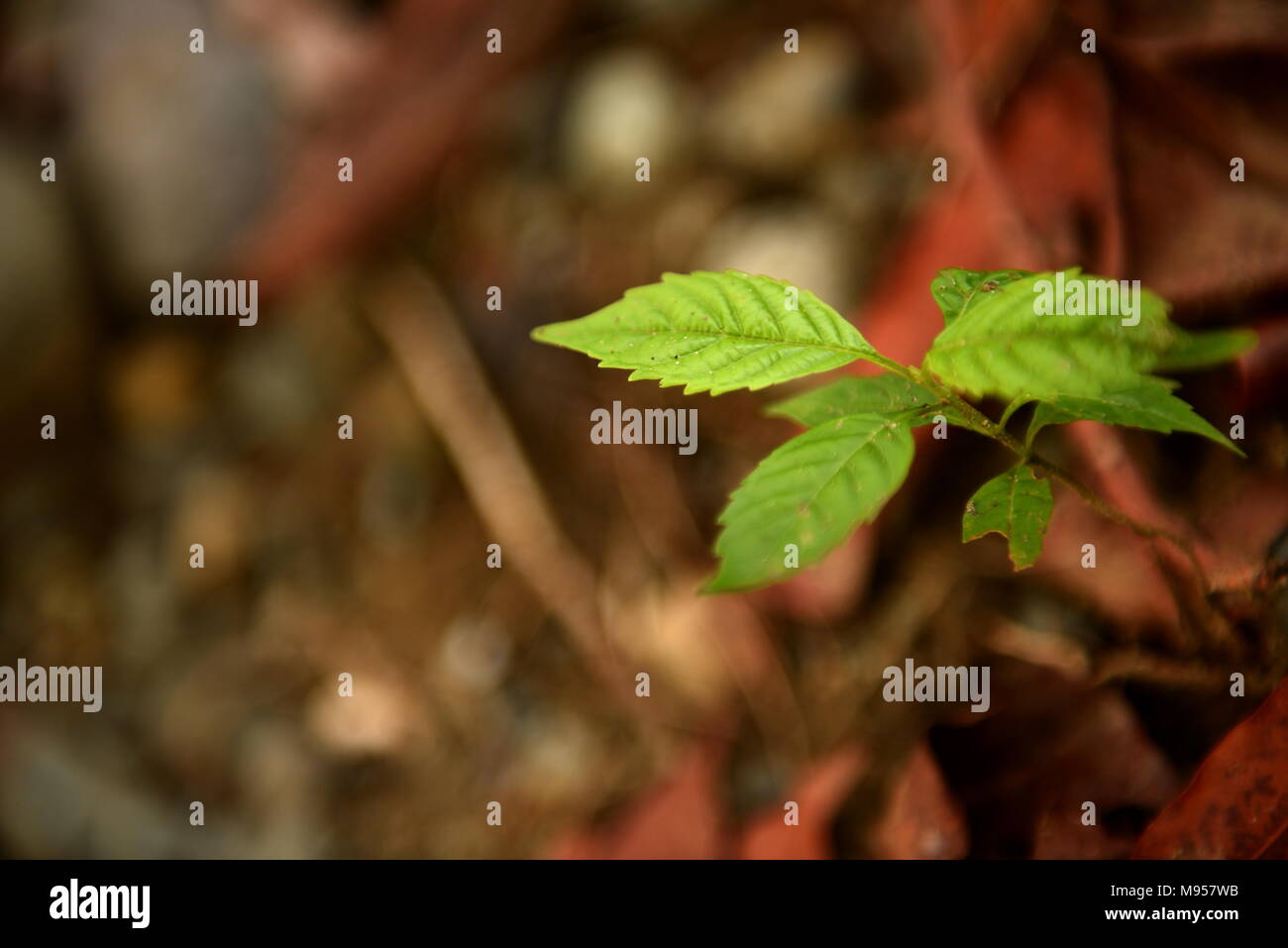 Growing seed with small leaf in forest(Young tree Stock Photo - Alamy