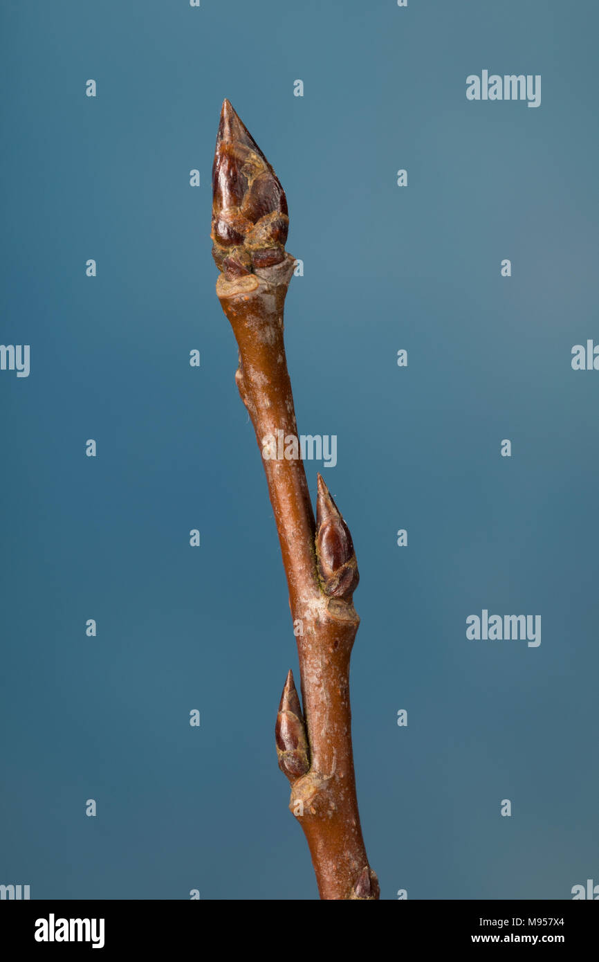 Zitterpappel, Zitter-Pappel, Pappel, Espe, Aspe, Knospe, Knospen ...