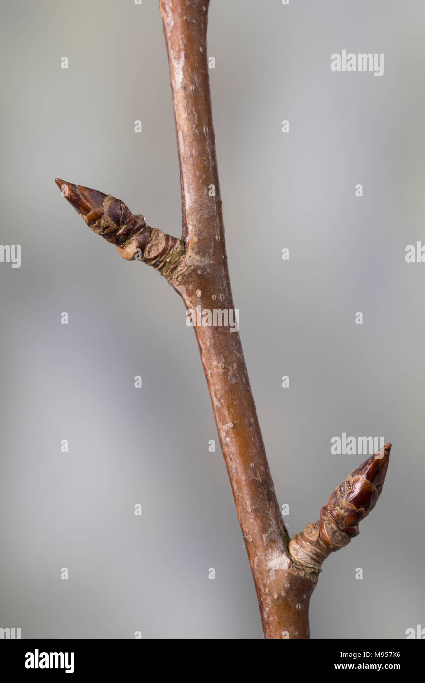 Zitterpappel, Zitter-Pappel, Pappel, Espe, Aspe, Knospe, Knospen ...