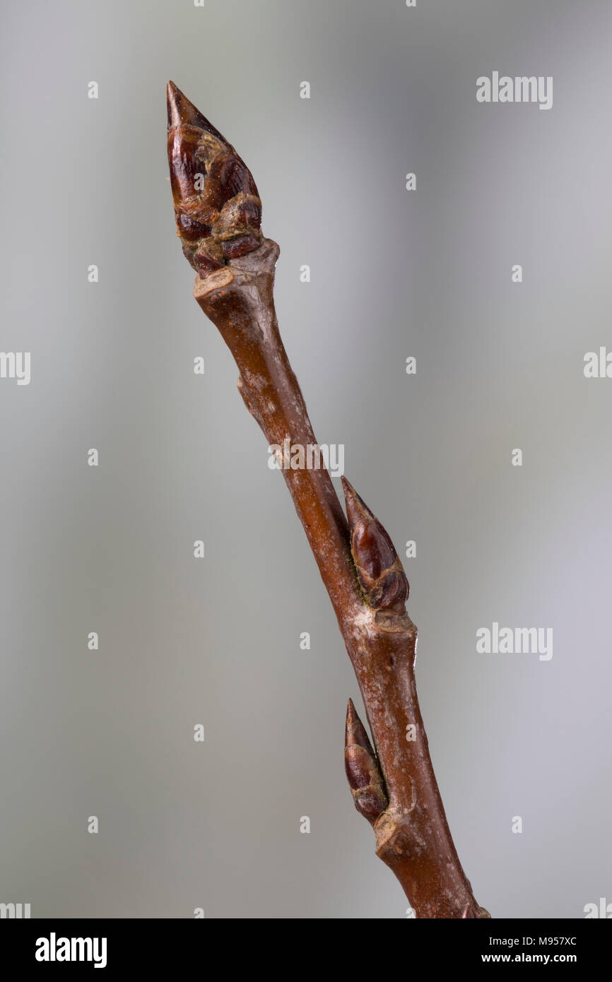 Zitterpappel, Zitter-Pappel, Pappel, Espe, Aspe, Knospe, Knospen ...