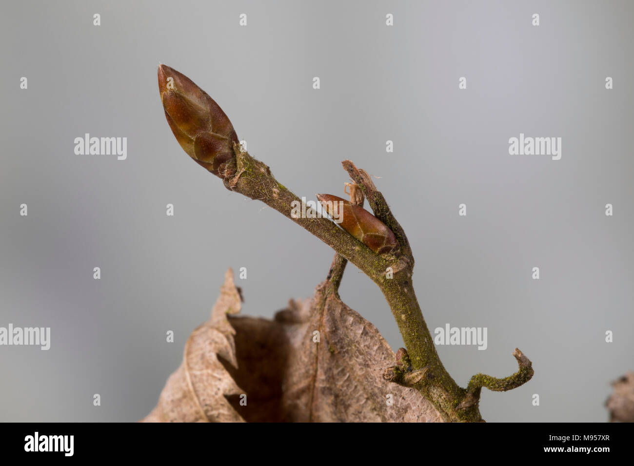 Hainbuche, Hain-Buche, Weißbuche, Weissbuche, Knospe, Knospen, Carpinus ...