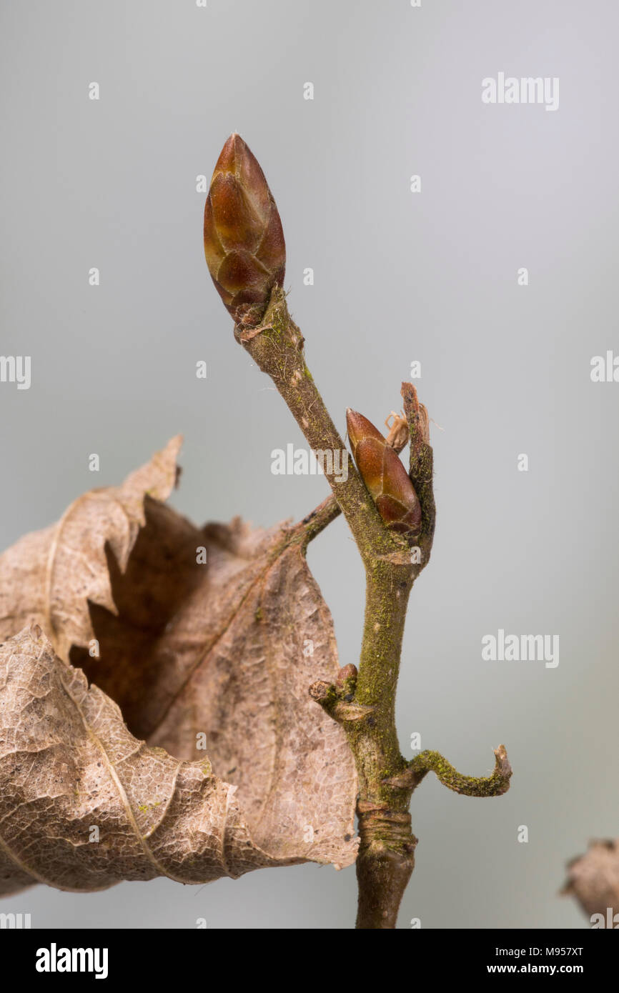 Hainbuche, Hain-Buche, Weißbuche, Weissbuche, Knospe, Knospen, Carpinus ...