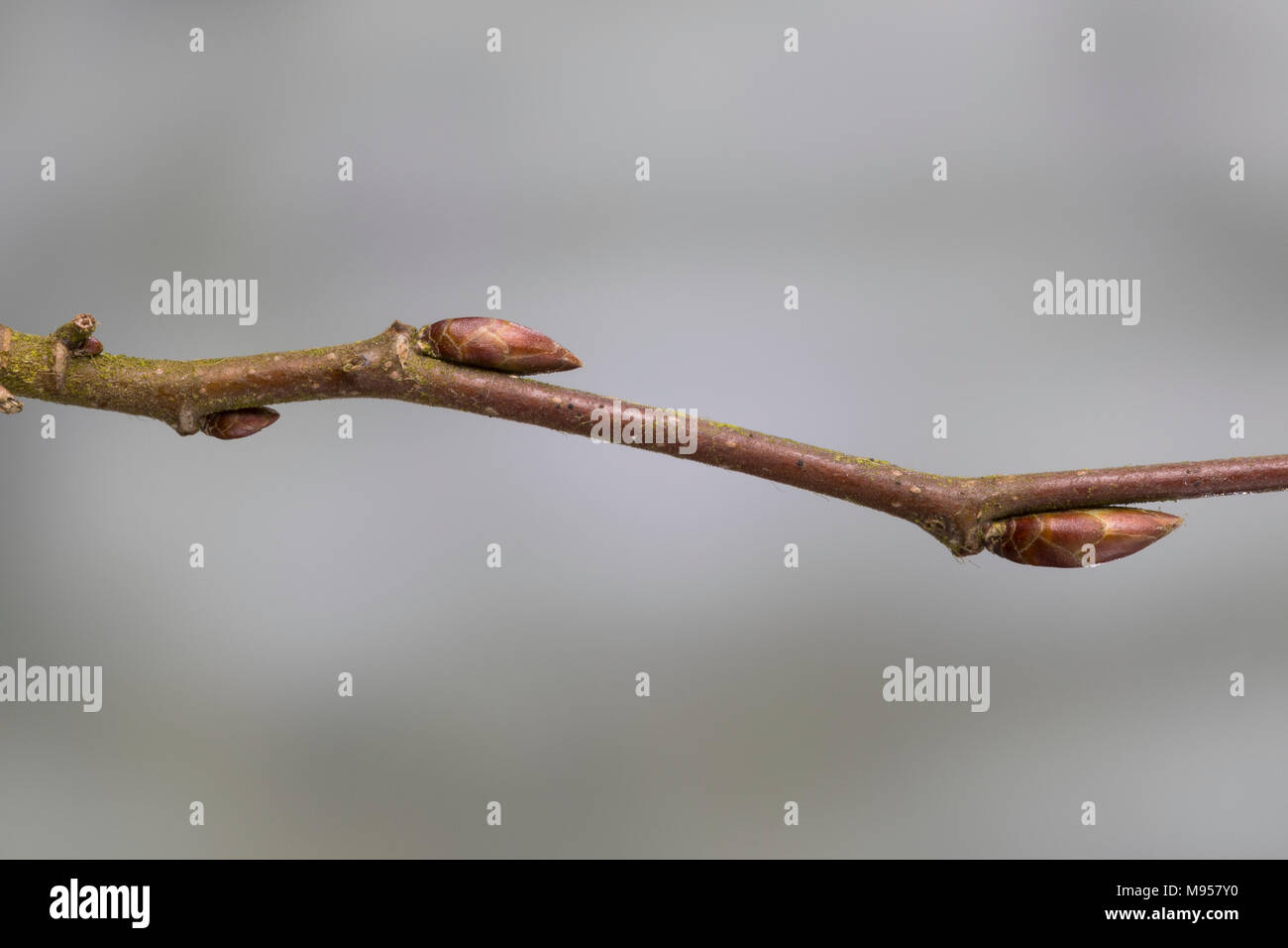 Hainbuche, Hain-Buche, Weißbuche, Weissbuche, Knospe, Knospen, Carpinus ...
