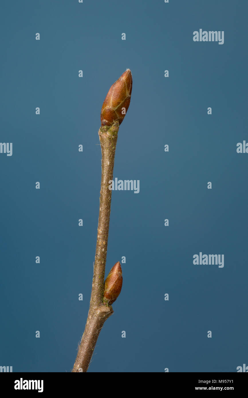 Hainbuche, Hain-Buche, Weißbuche, Weissbuche, Knospe, Knospen, Carpinus ...