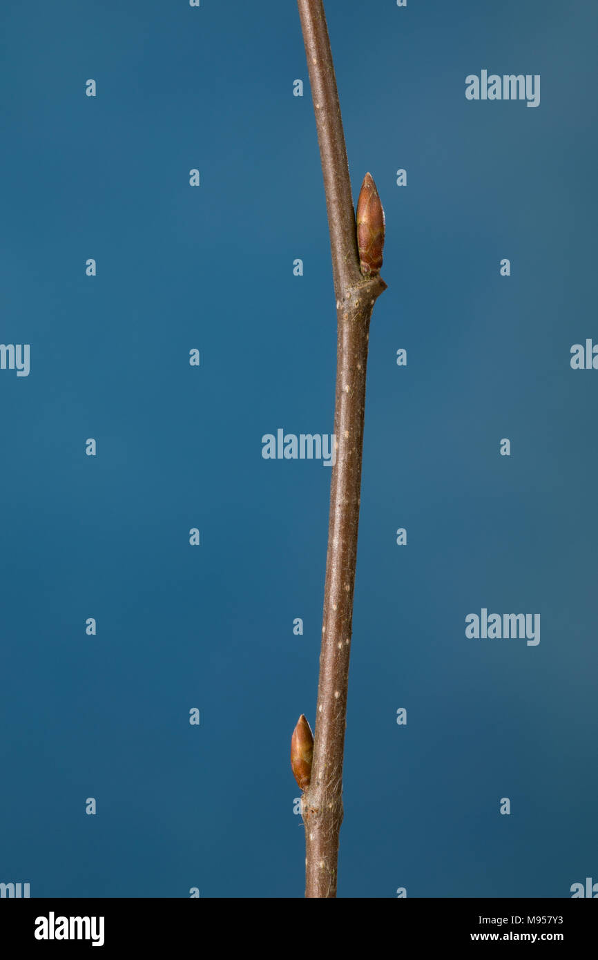 Hainbuche, Hain-Buche, Weißbuche, Weissbuche, Knospe, Knospen, Carpinus ...