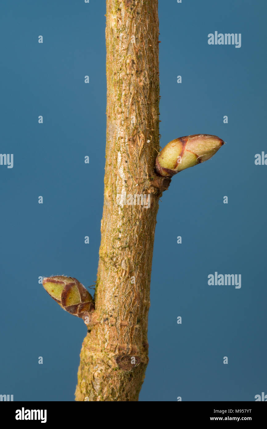 Gewohnliche hasel hi-res stock photography and images - Alamy