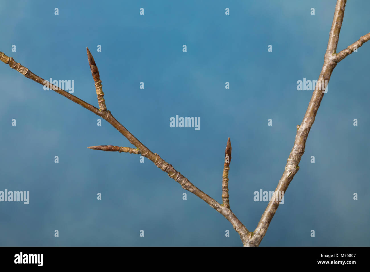 Buche, Rot-Buche, Rotbuche, Knospe, Knospen, Fagus sylvatica, Common ...