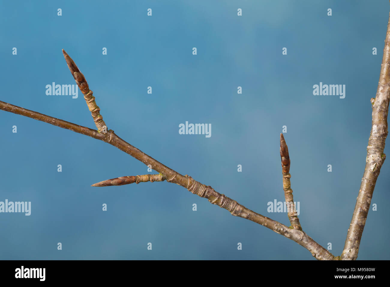 Fagus sylvatica common hi-res stock photography and images - Alamy