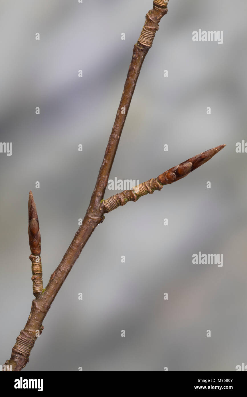 Le hetre commun hi-res stock photography and images - Alamy