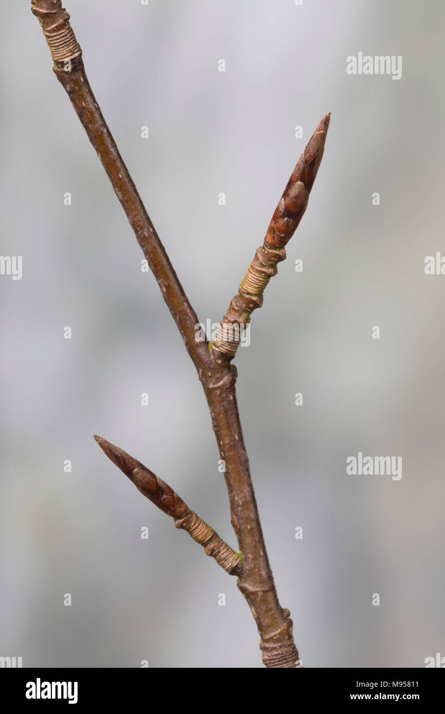Buche, Rot-Buche, Rotbuche, Knospe, Knospen, Fagus sylvatica, Common ...