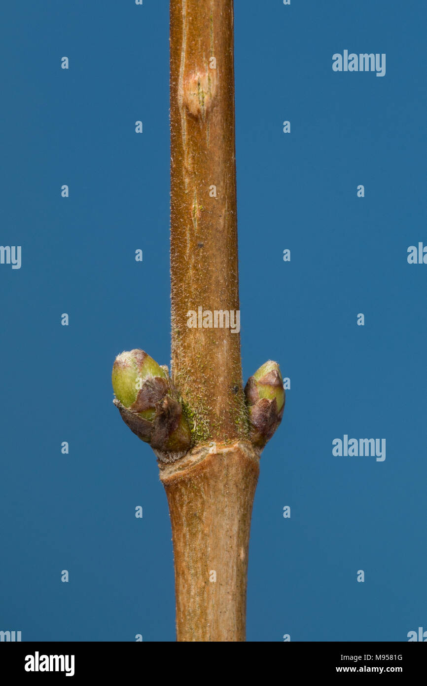 Feld-Ahorn, Feldahorn, Knospe, Knospen, Ahorn, Acer campestre, Field ...