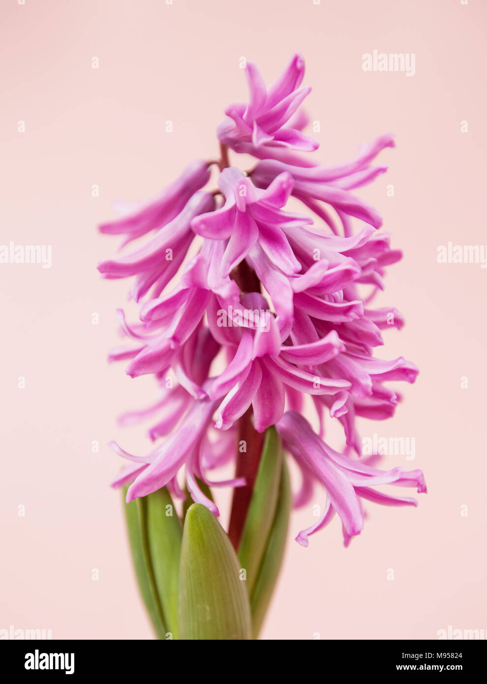 Hyacinth spring flower, fragrant brigh pink, bloom flowering plants ...