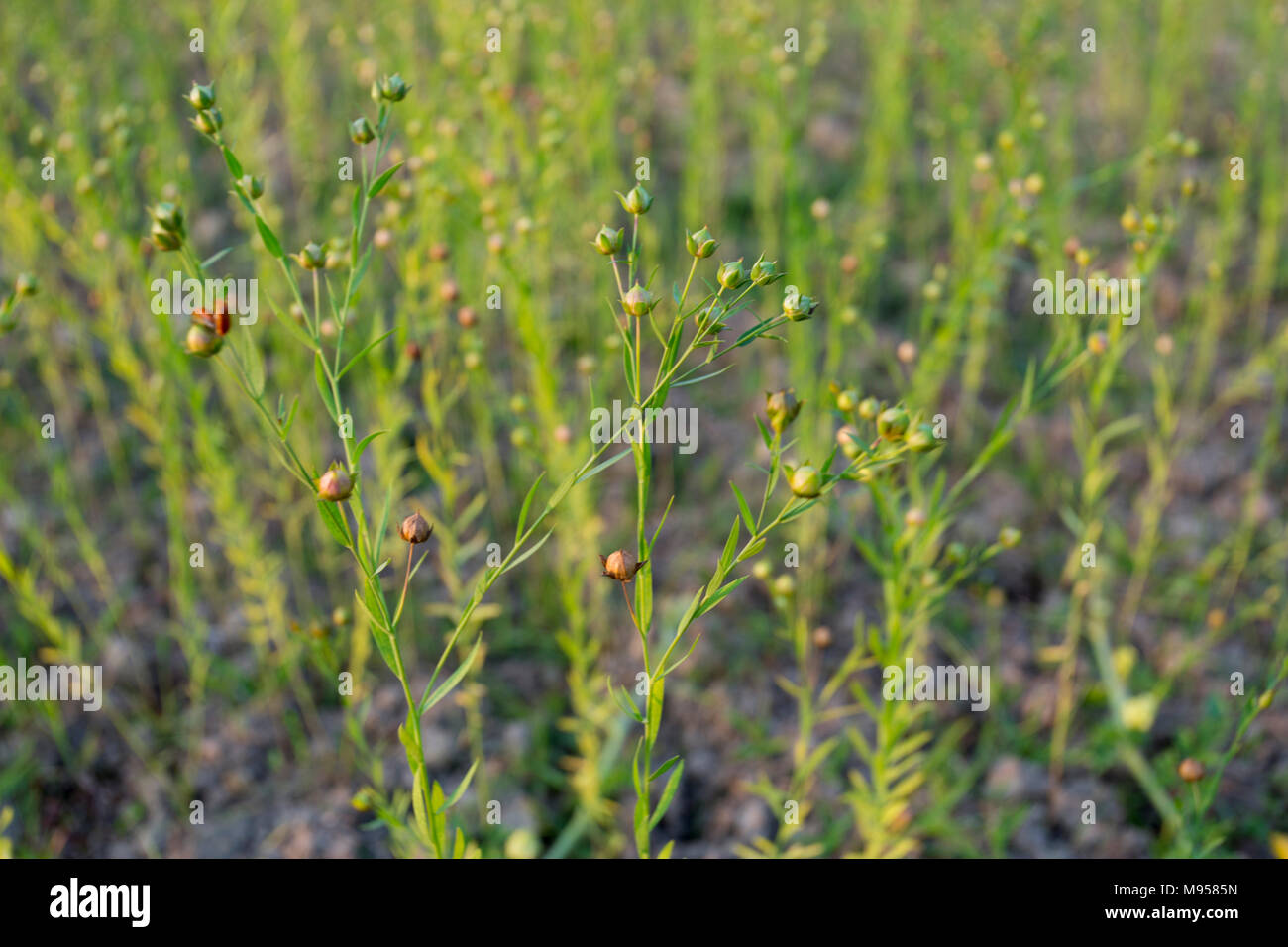 Green black cumin fields, growers interested in black cumin farming at ...