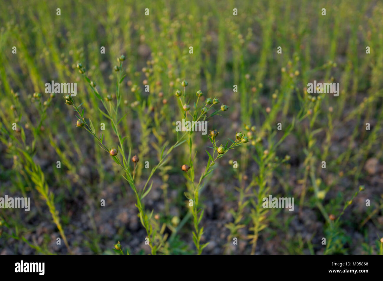 Black cumin farming hi-res stock photography and images - Alamy