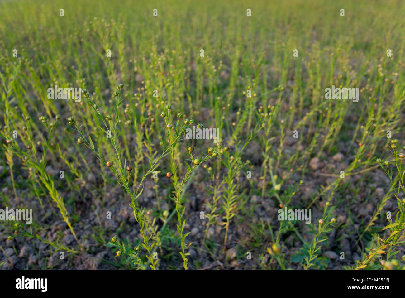 Cumin farming hi-res stock photography and images - Alamy