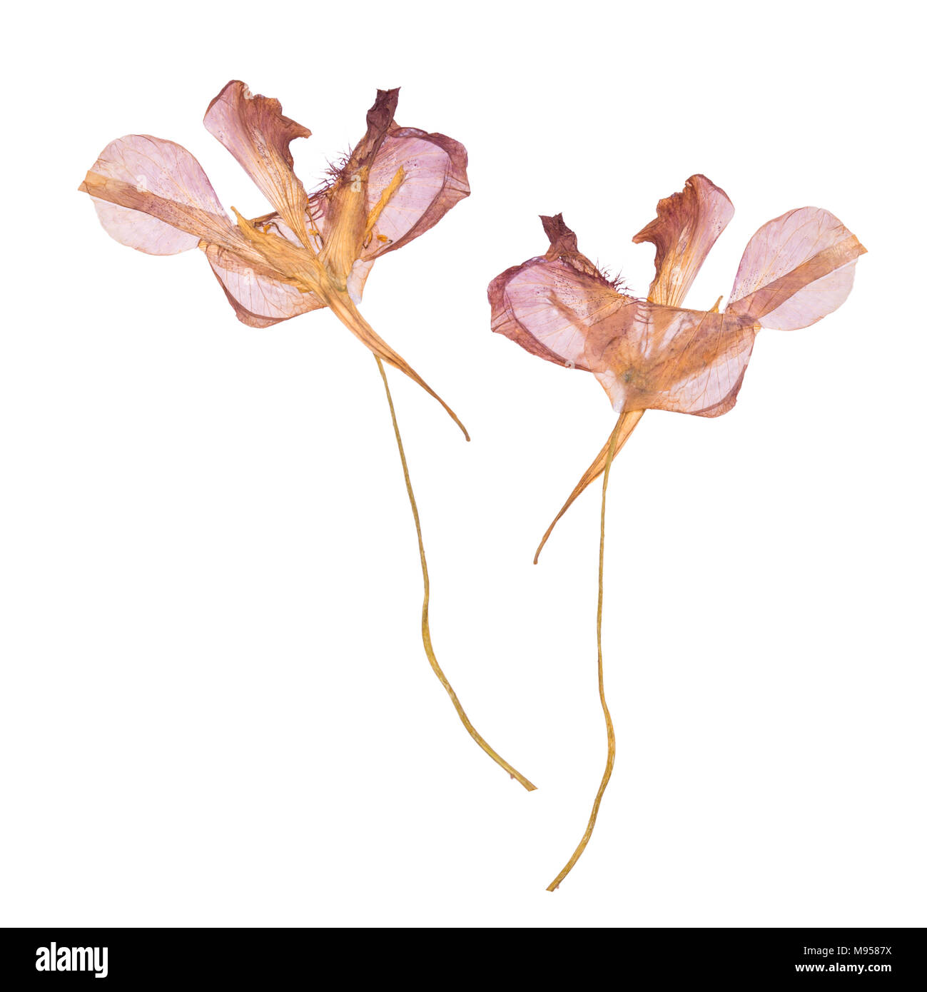 Dried and pressed the spring flowers isolated on white background ...