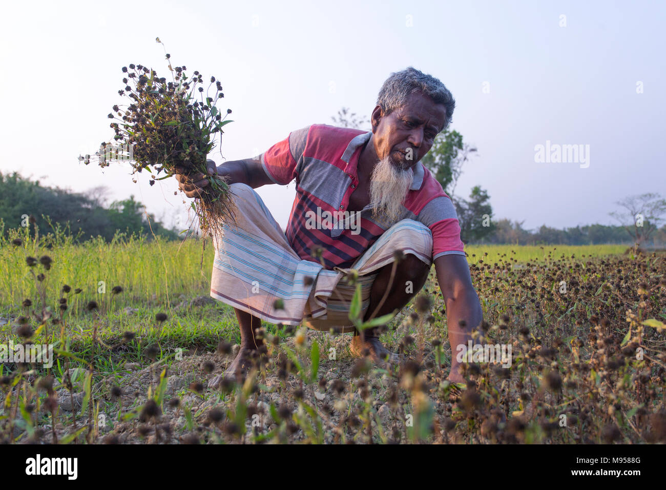 Cumin farming hi-res stock photography and images - Alamy