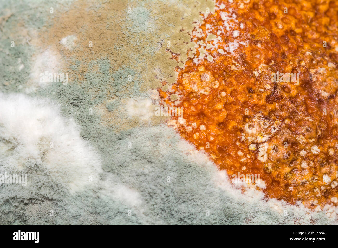 Natural texture of mold on fruit macro. Rotten background Stock Photo ...