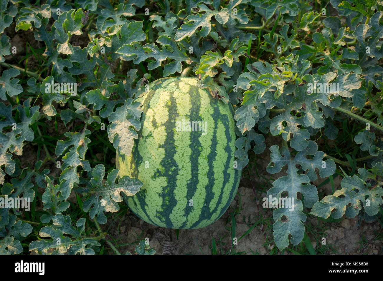 Watermelons Plant Farm and Farming at sylhet, Bangladesh Stock Photo ...