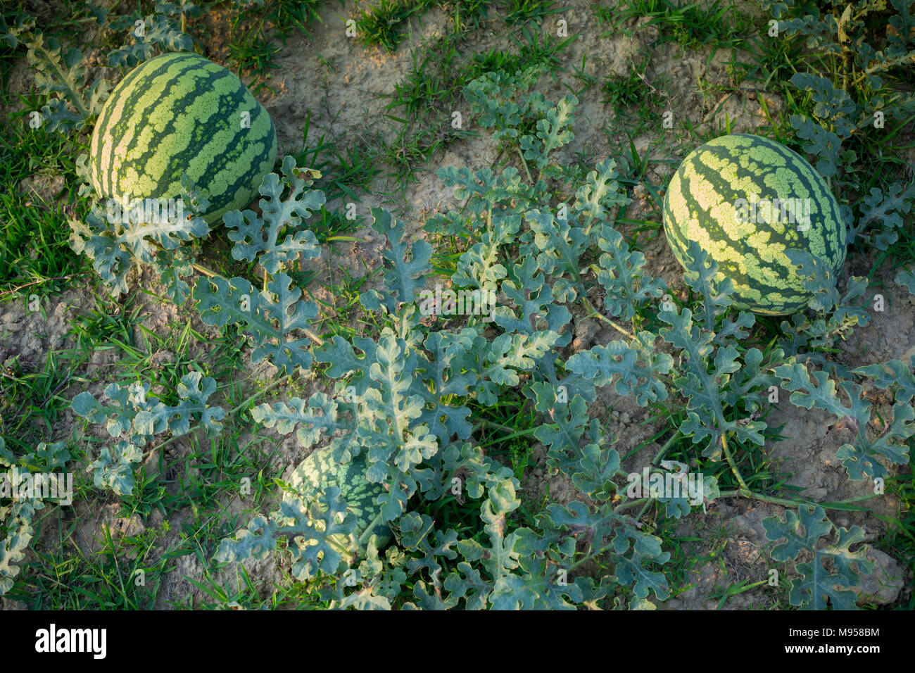 Watermelons Plant Farm and Farming at sylhet, Bangladesh Stock Photo ...