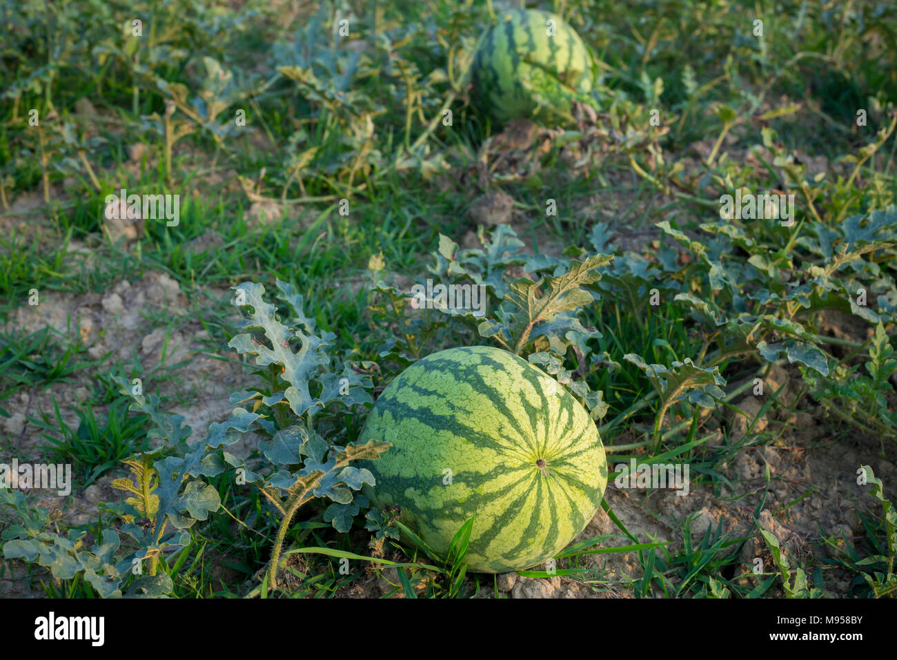 Watermelons Plant Farm and Farming at sylhet, Bangladesh Stock Photo ...