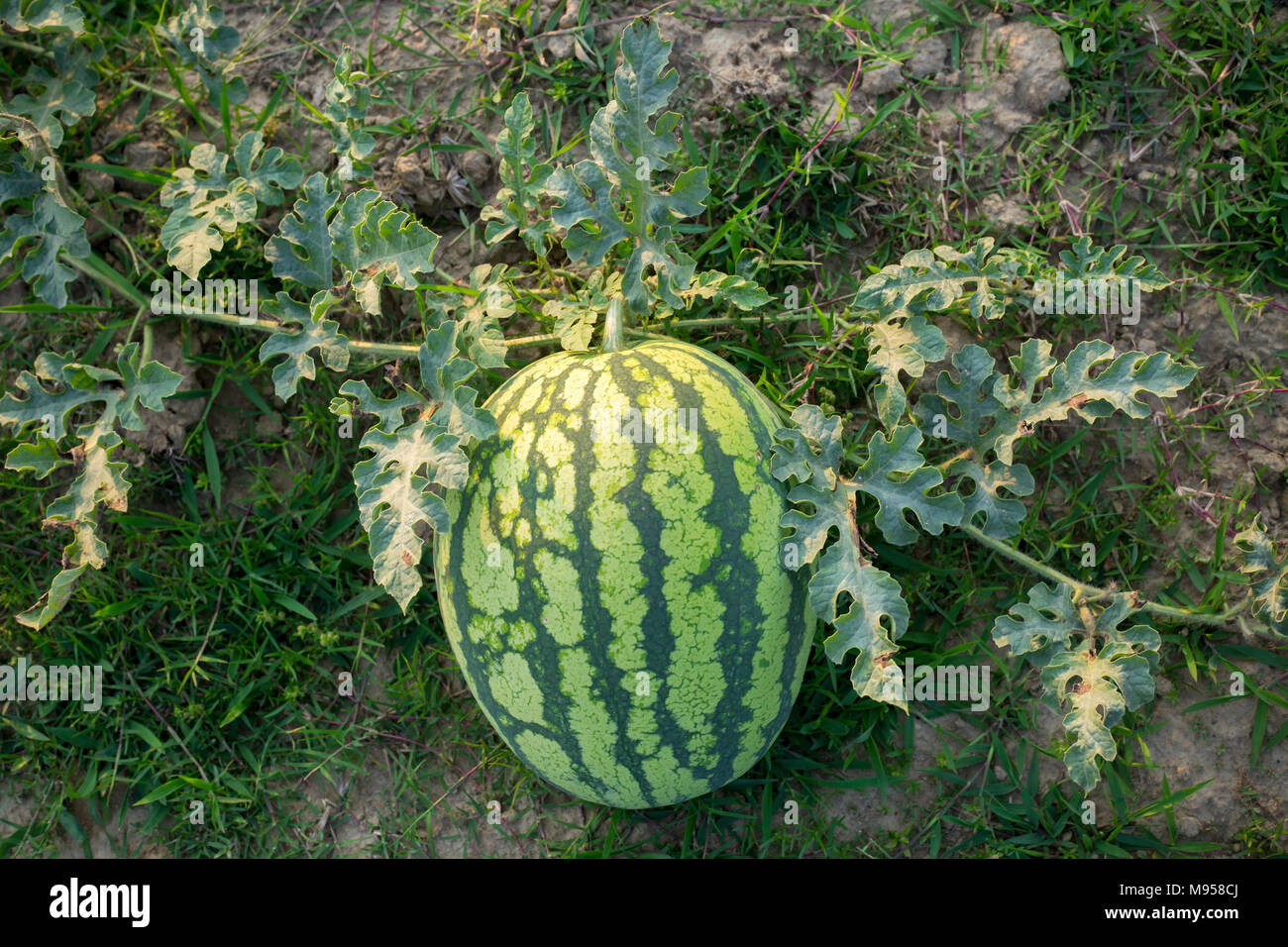 Watermelons Plant Farm and Farming at sylhet, Bangladesh Stock Photo ...
