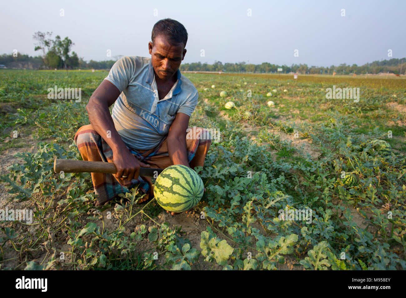Watermelons Plant Farm and Farming at sylhet, Bangladesh Stock Photo ...