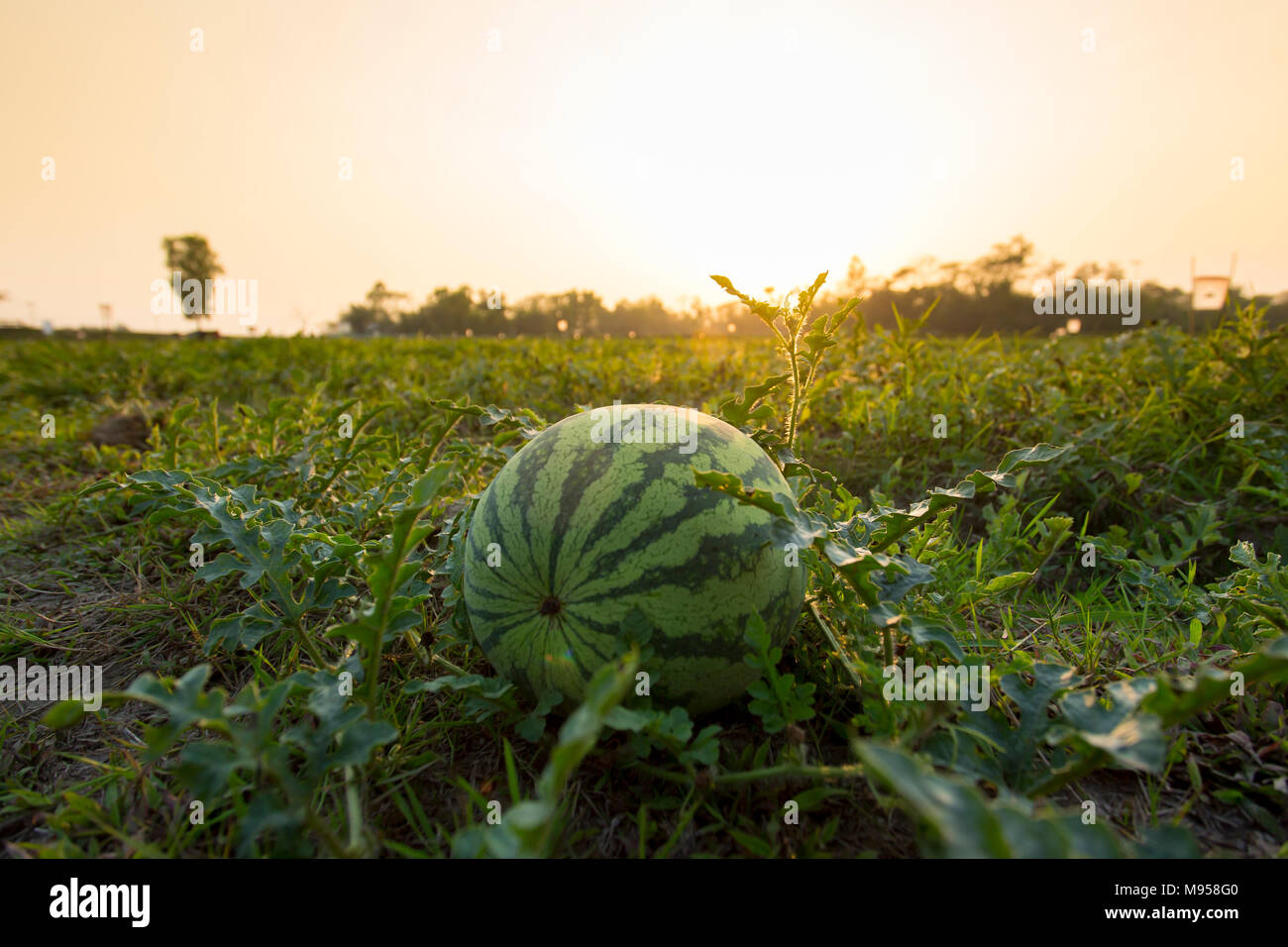 Watermelons Plant Farm and Farming at sylhet, Bangladesh Stock Photo ...