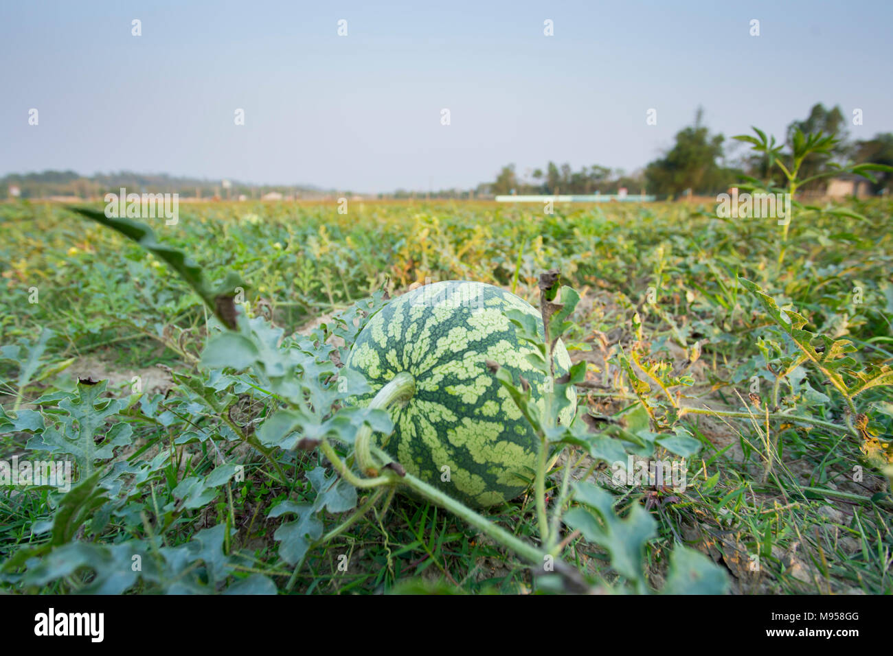 Watermelons Plant Farm and Farming at sylhet, Bangladesh Stock Photo ...