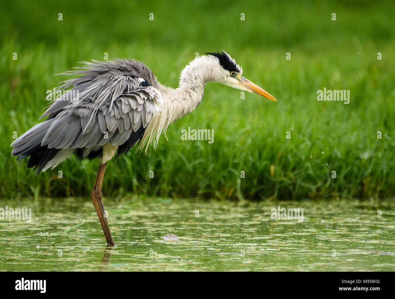 Grey heron bharatpur hi-res stock photography and images - Alamy
