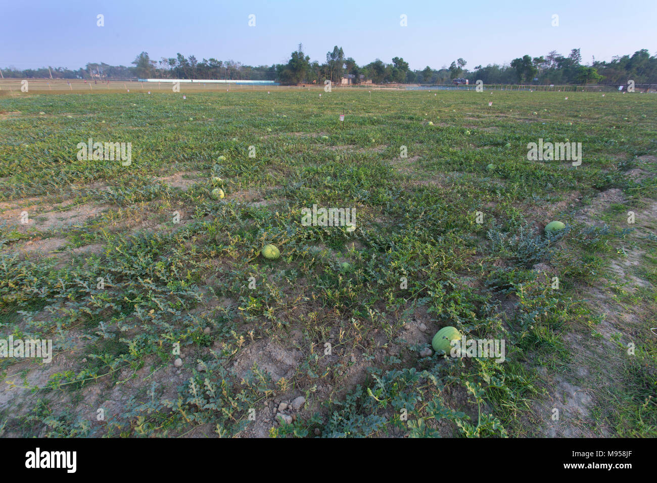 Watermelons Plant Farm and Farming at sylhet, Bangladesh Stock Photo ...
