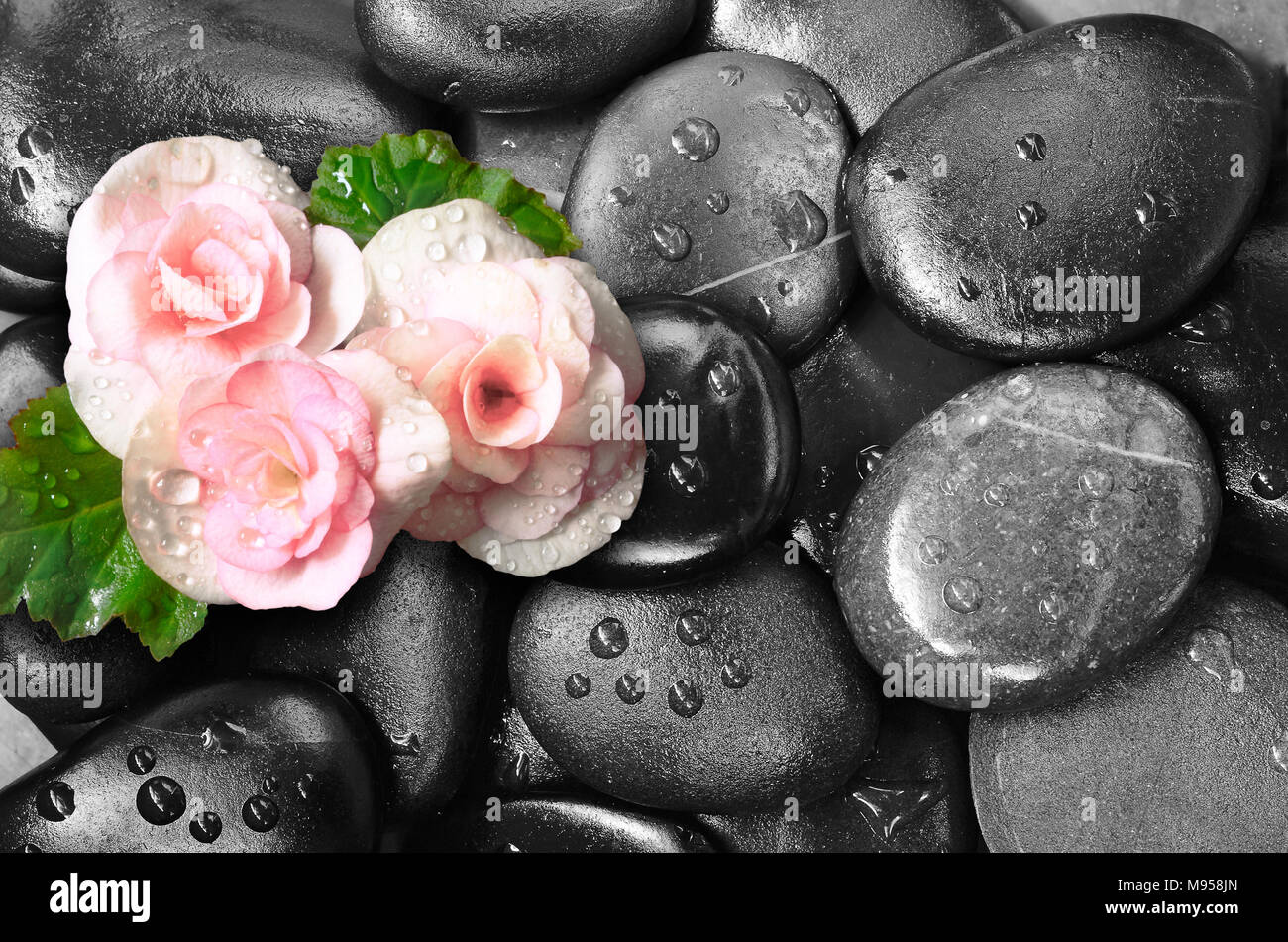 Pebble and rose hi-res stock photography and images - Alamy