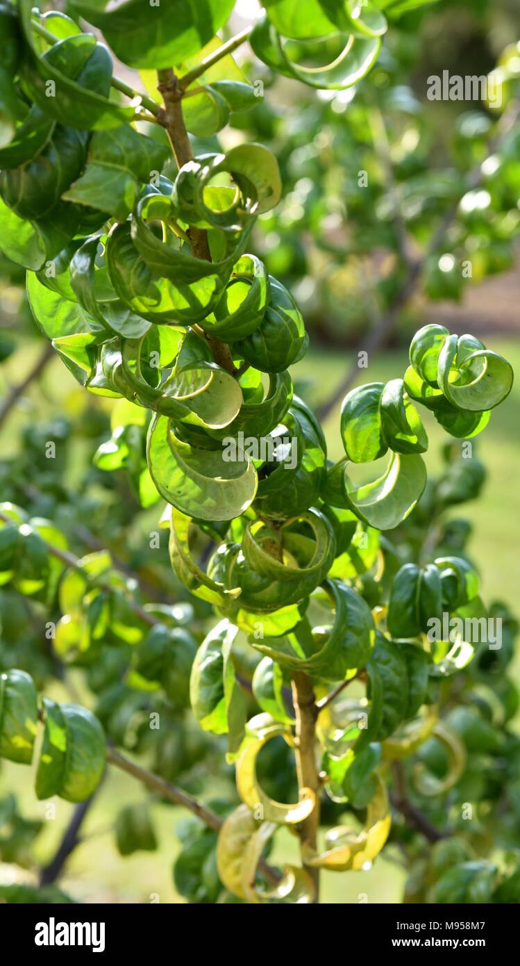 Twisted leaves of Cherry laurel Stock Photo - Alamy
