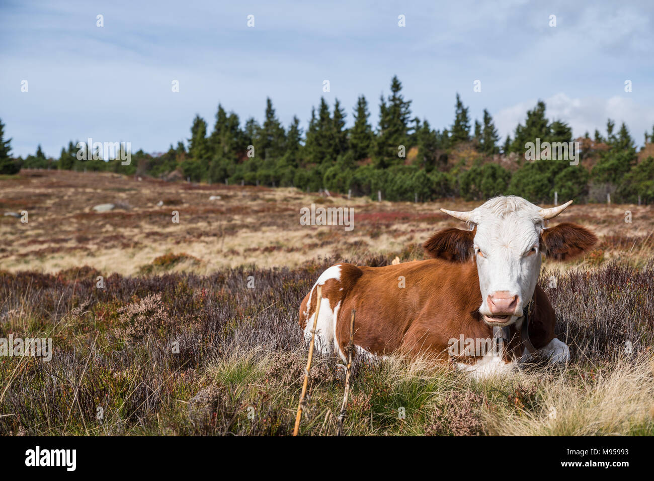 relaxing cow in the vosges Stock Photo - Alamy