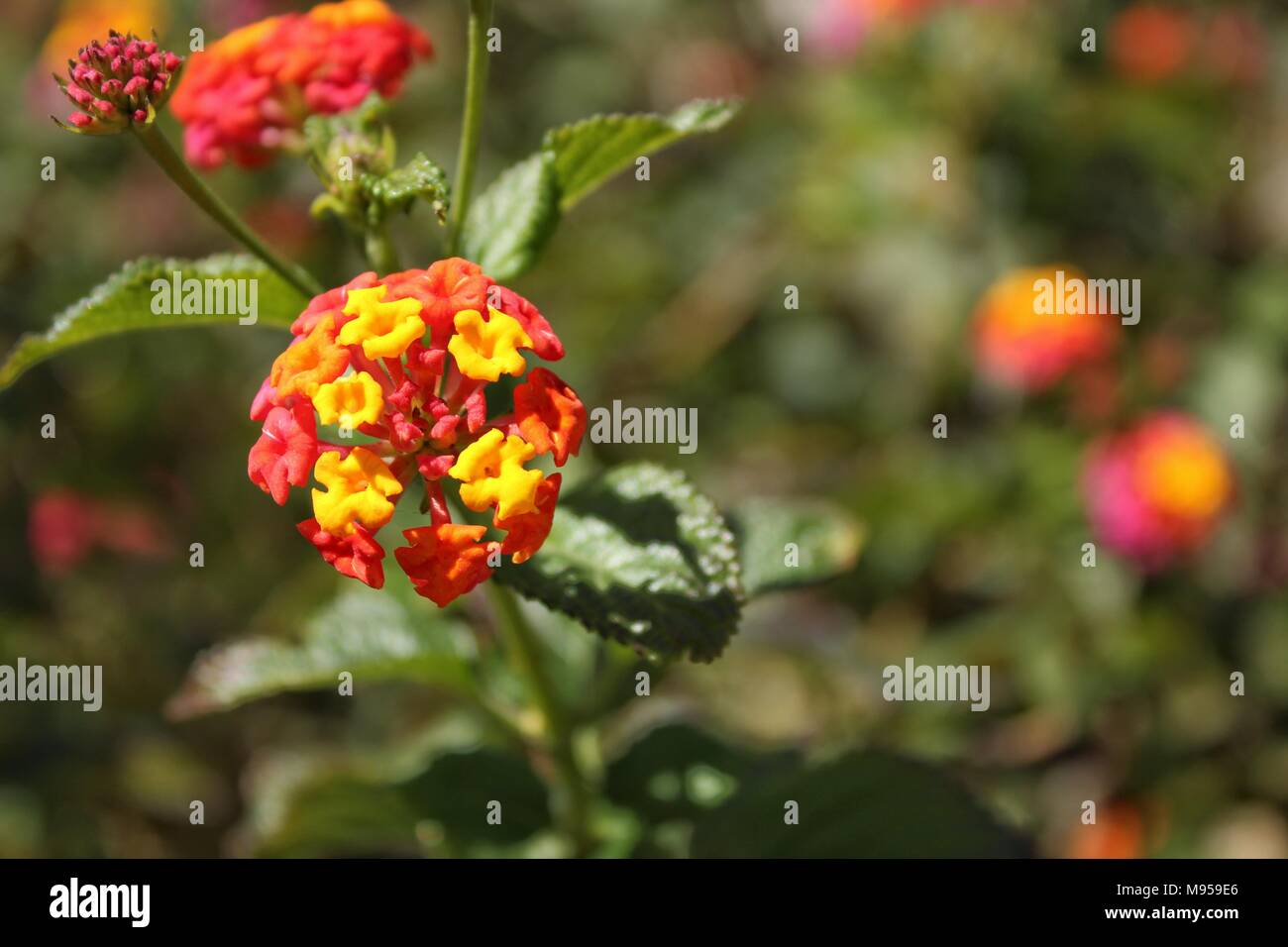 Beautiful and Colorful Lantana Camara flowers in the garden in Spring ...
